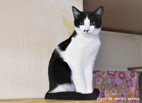 猫の不思議・・・黒白猫│フェリシモ猫部